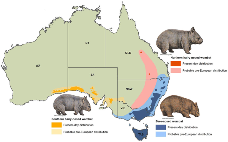 Wombats - Wombat Rescue