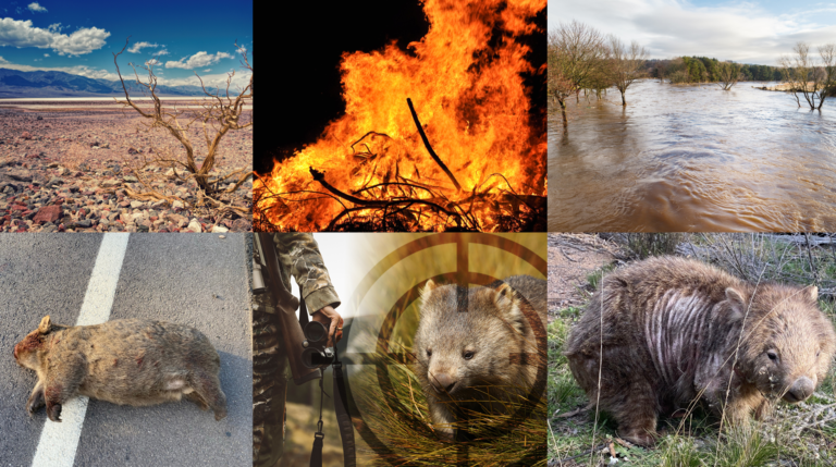 Wombats - Wombat Rescue